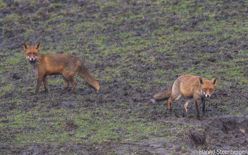Zoogdieren in Nederland
